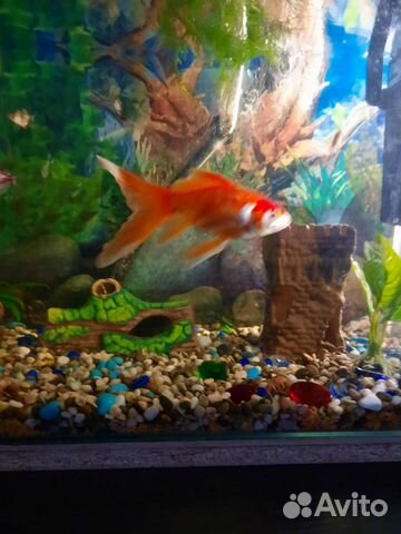 Аквариумные рыбки