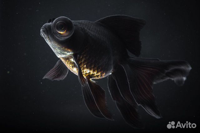 Рыбка золотая Чёрный телескоп (батискаф)