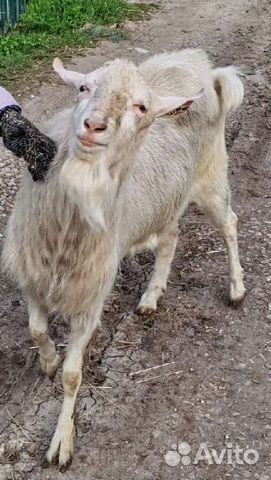 Козел зааненский