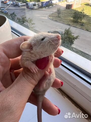 Крысенок дамбо