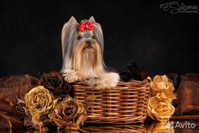 Взрослая девочка цветной йорк