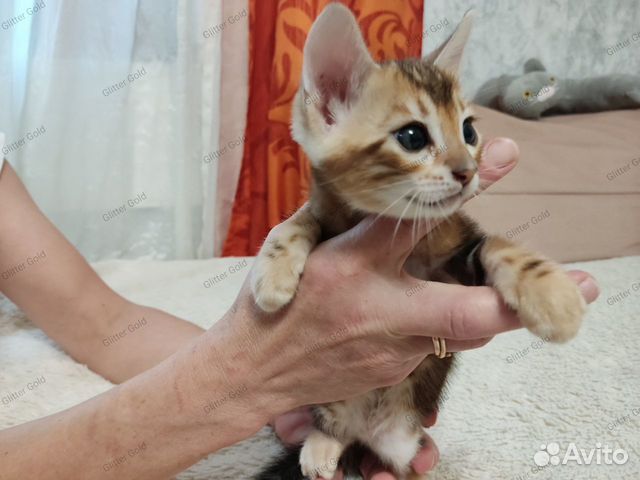 Бенгальские котята с документами
