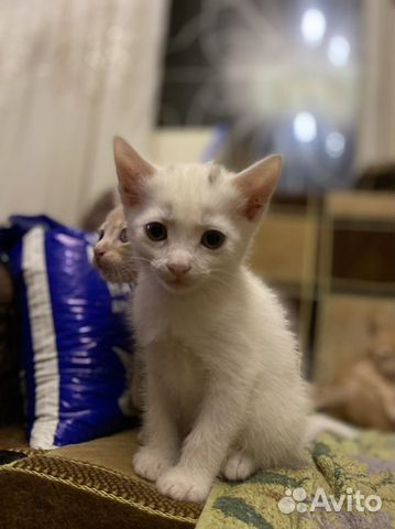Котенок девочка бесплатно