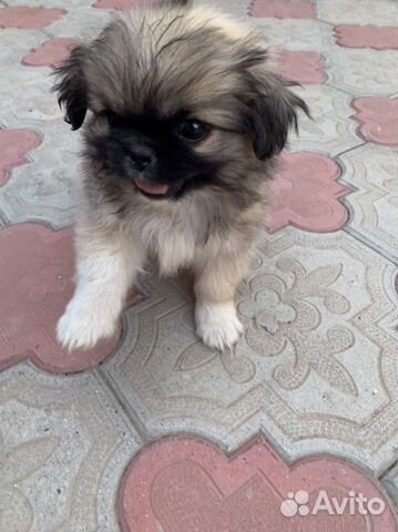 Щенки пекинеса