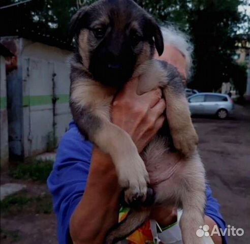 Собаки