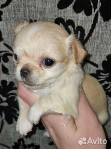 Чихуахуа девочки красоточки