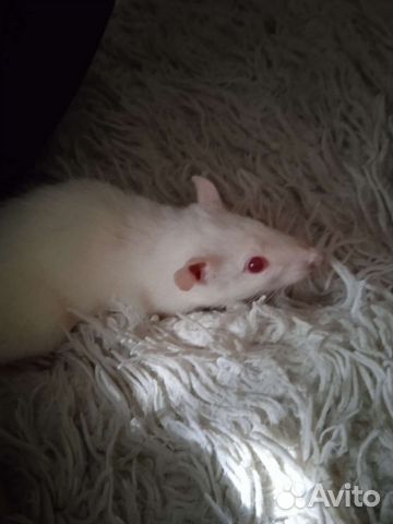 Крыса с клеткой