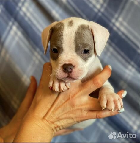 Американский булли - новогодний подарок
