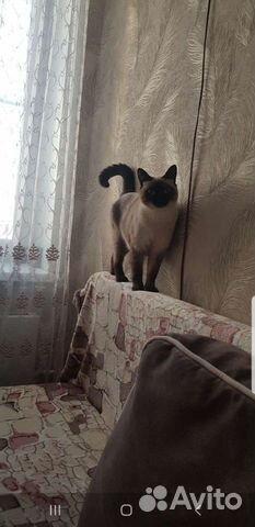 Кошки породистые бесплатно