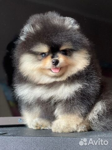 Малышка Пуговка Померанский шпиц
