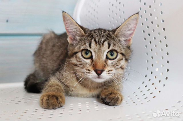 Котенок мальчик