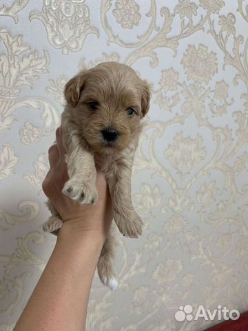 Мальтипу Ф1 однотонный карамель с белой лапкой