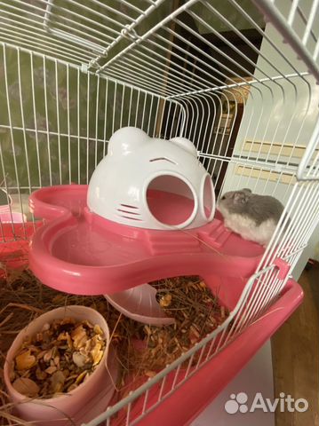 Джунгарский хомяк девочка