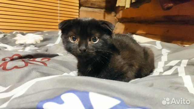 Отдам вислоухого котенка в хорошие руки
