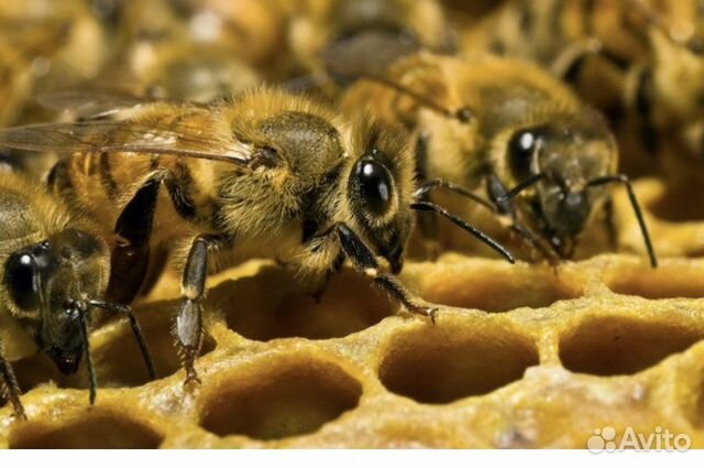 Ульи с пчелами