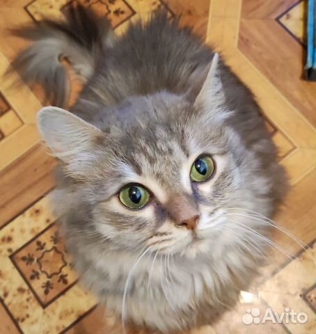 Сибирская киса ищет дом