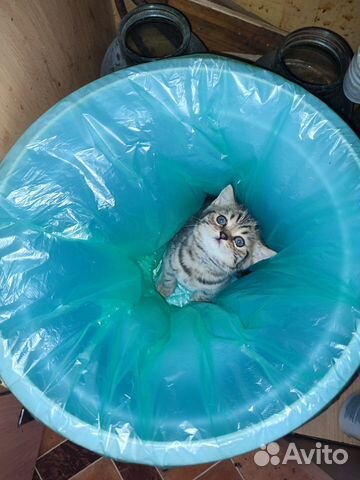 Британские котята