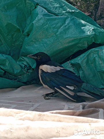 Птенец сороки