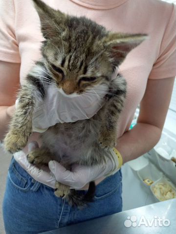 Котенок ищет дом (Пашино)