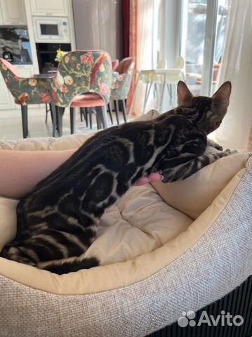 Бенгальская