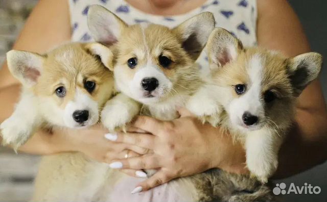 Вельш-корги пемброк