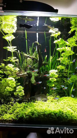 Аквариум cube 60 л