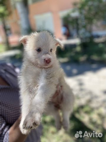 Щенки ризен хаски бесплатно