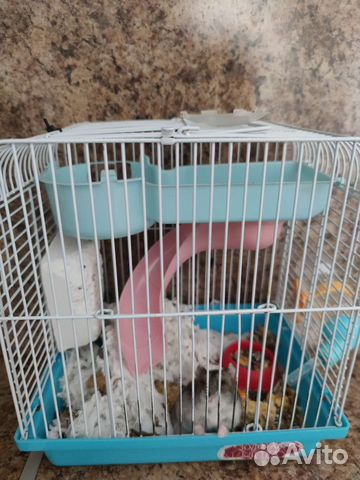 Джунгарский хомяк бесплатно