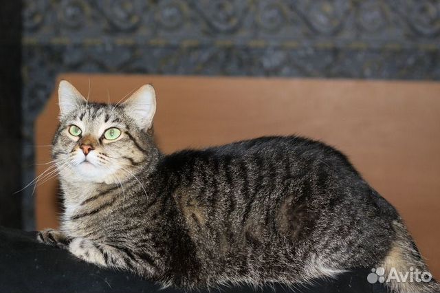 Чудесная кошечка Ласка 5 лет ищет свой дом