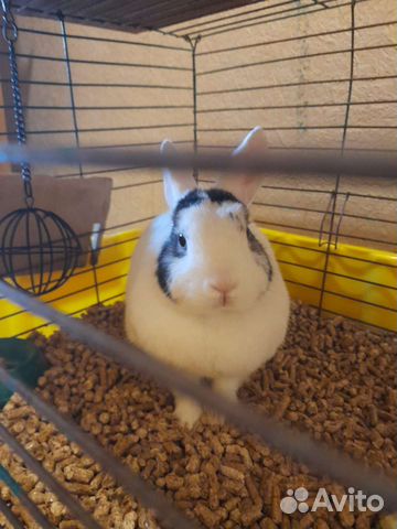 Декоративный кролик с клеткой