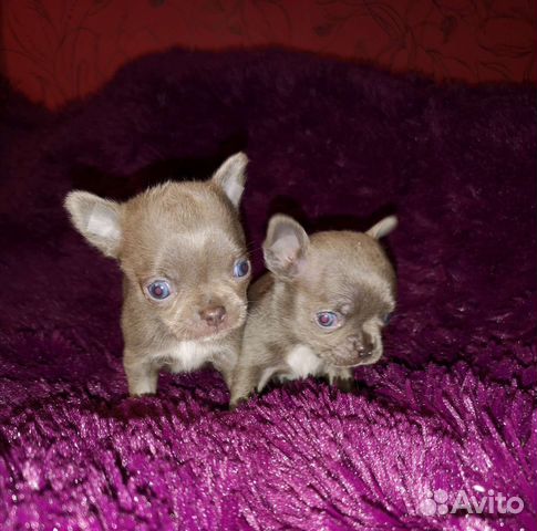 Чихуахуа лиловые самые клёвые