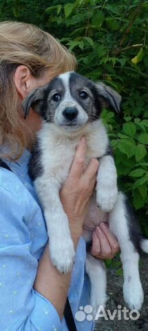 Щенок в хорошие руки