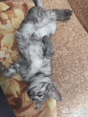 Шикарная кошечка 5 месяце смесь, ласковая, умная