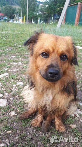 Маленькая собака