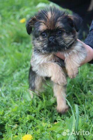Брюссельский гриффон щеночки мальчик и девочка