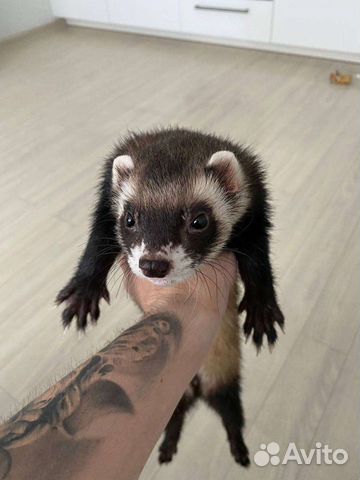 Хорек с клеткой