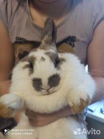 Декоративные кролики вислоухие