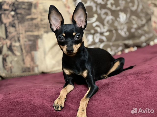 Пражский крысарик, ищем мальчика для вязки