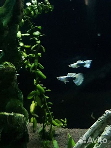 Гуппи канадские