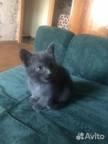 Британские котята