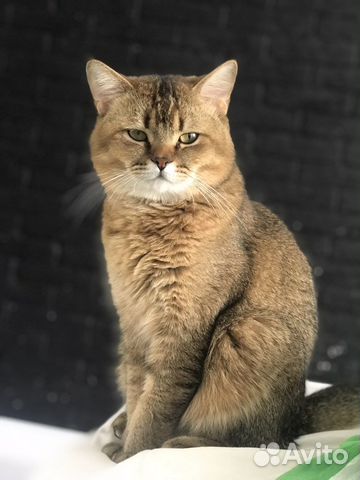Шотландский кот для вязки