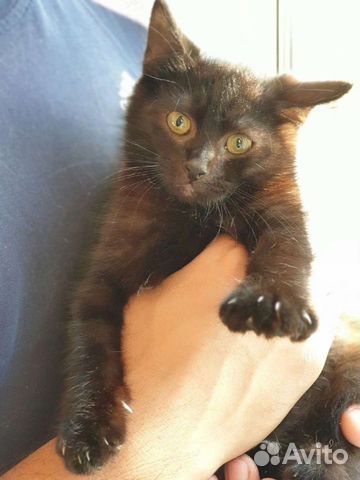 Я бездомный воробышек