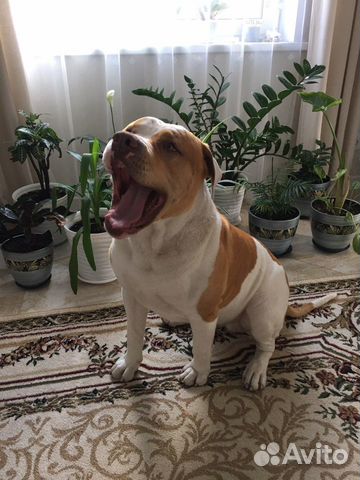 Вязка американский бульдог