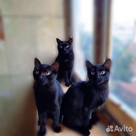 Чёрные кошечки бомбейские