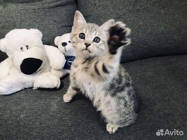 Котята помесь бенгалки и шотландца