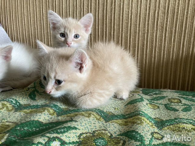 Котята персики