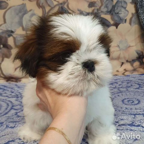 Мальчик Ши-тцу