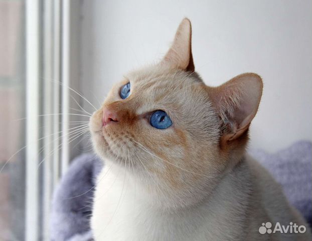 Тайский котик красного окраса