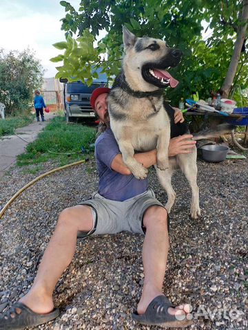 Восточноевропейская овчарка