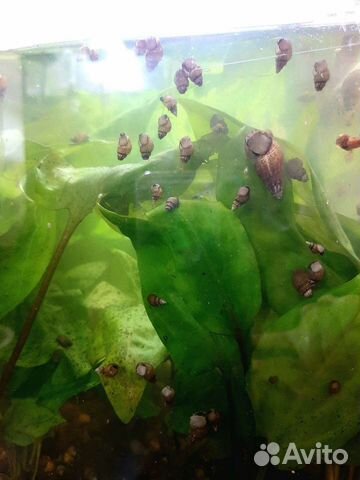 Улитки мелании